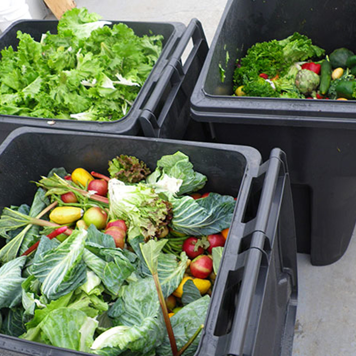 Évaluation terrain du potentiel de granules de résidus de fruits et ...