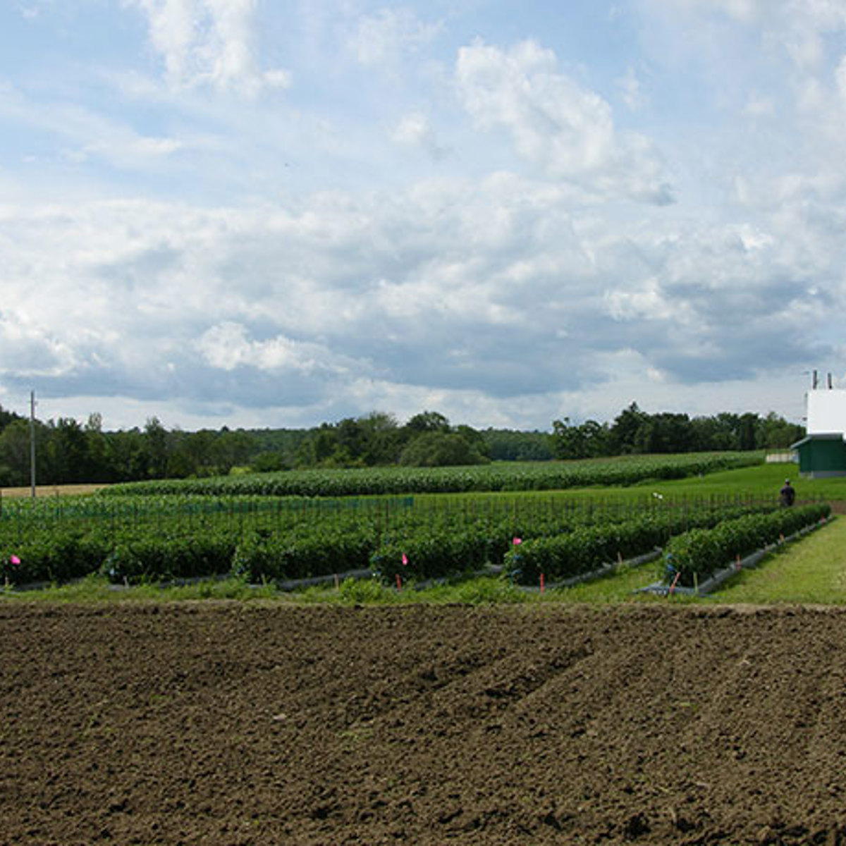 Révision des grilles de référence en fertilisation du MAPAQ - IRDA